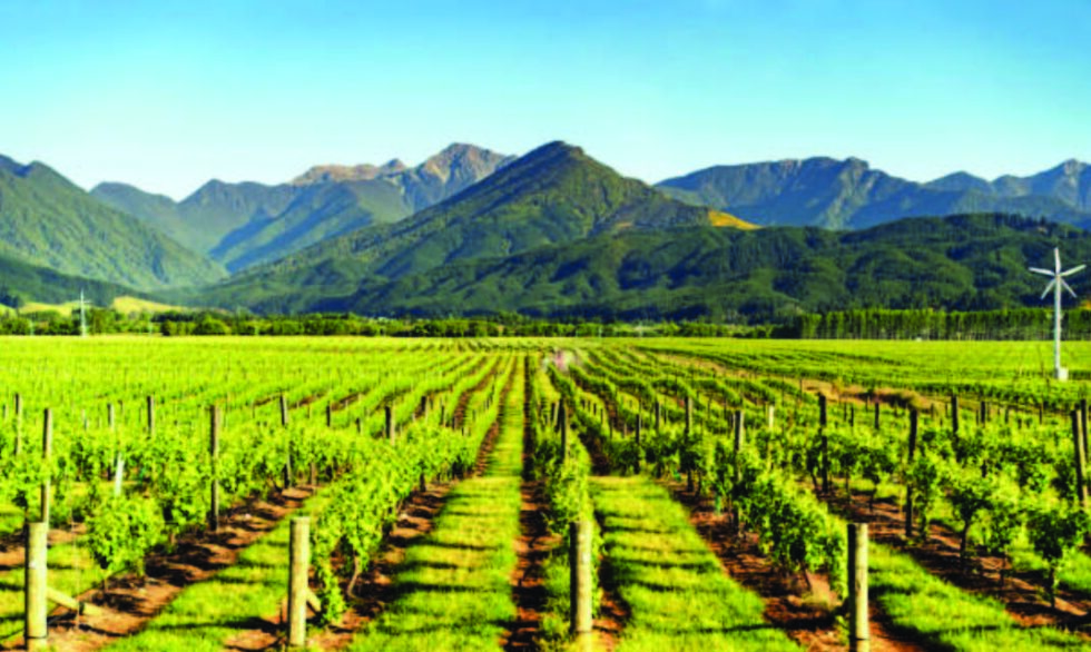 Rootstocks | California Grape Rootstock Commission (CGRC)